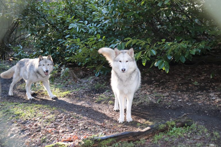 Wolf Haven International: Sanctuary in the Pacific Northwest – Pacific ...