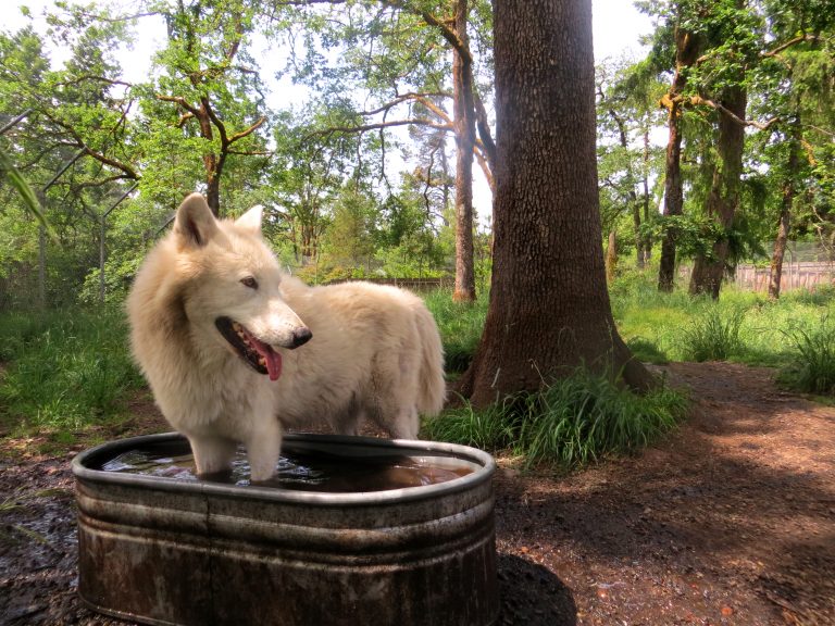 Wolf Haven International: Sanctuary in the Pacific Northwest – Pacific ...
