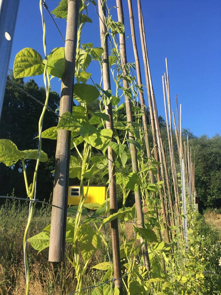 Vegan & Organic German farm: PlantAge – Pacific Roots Magazine