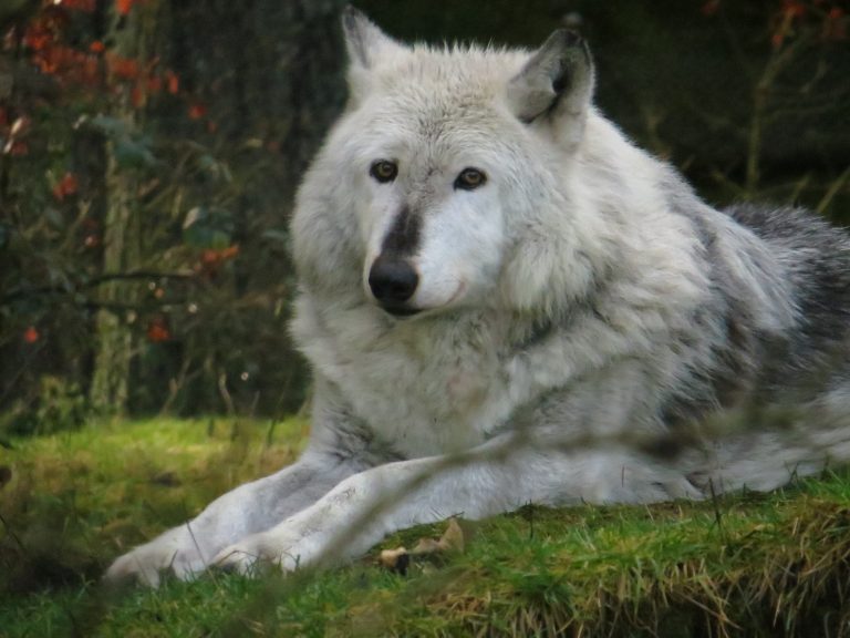 Wolf Haven International: Sanctuary in the Pacific Northwest – Pacific ...