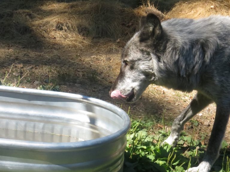Wolf Haven International: Sanctuary in the Pacific Northwest – Pacific ...