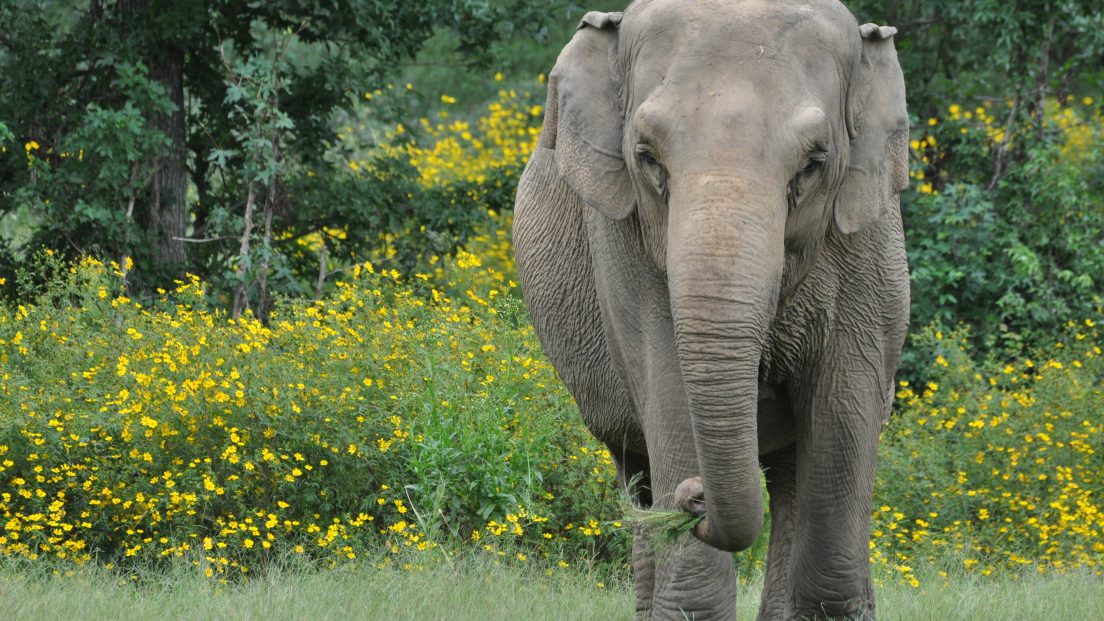 The Elephant Sanctuary in Tennessee – Pacific Roots Magazine