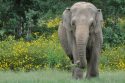 The Elephant Sanctuary in Tennessee – Pacific Roots Magazine