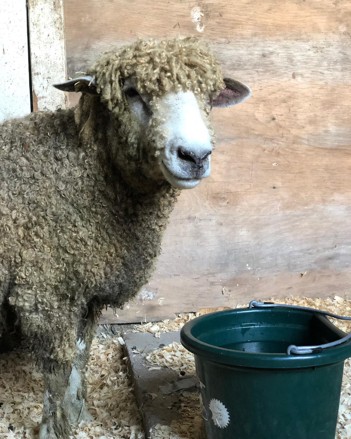 Feature Interview: Lancaster Farm Sanctuary – Pacific Roots Magazine